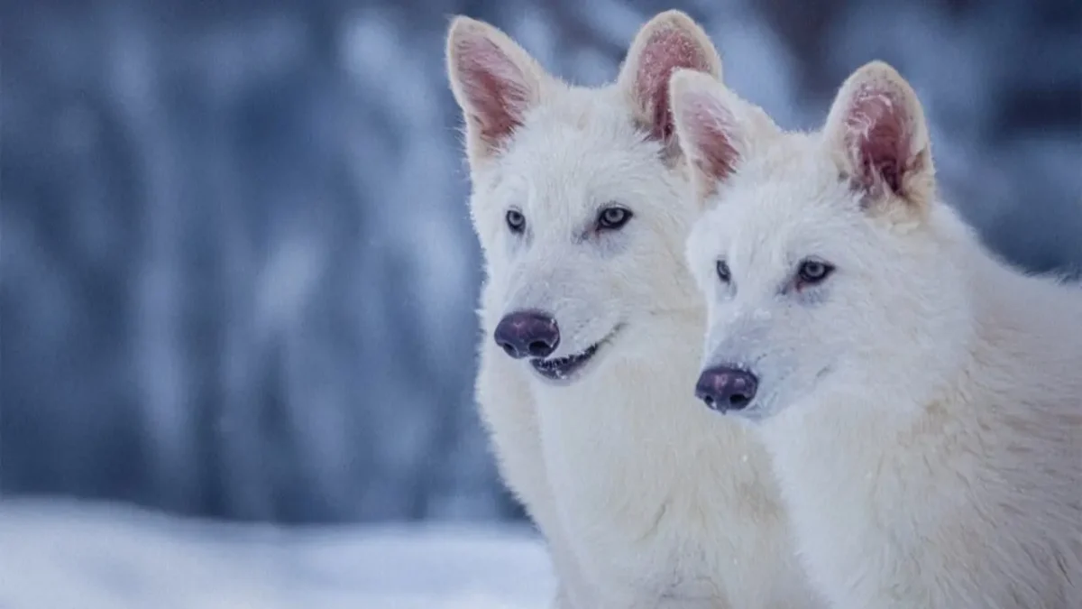 Home - Cientifica Divulga