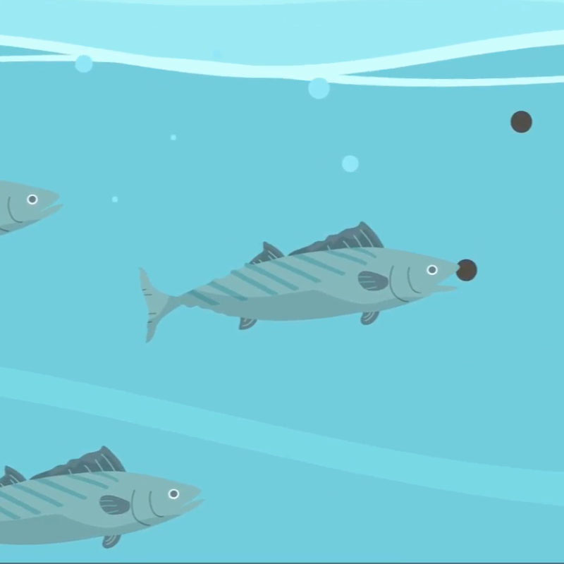 Home - Cientifica Divulga